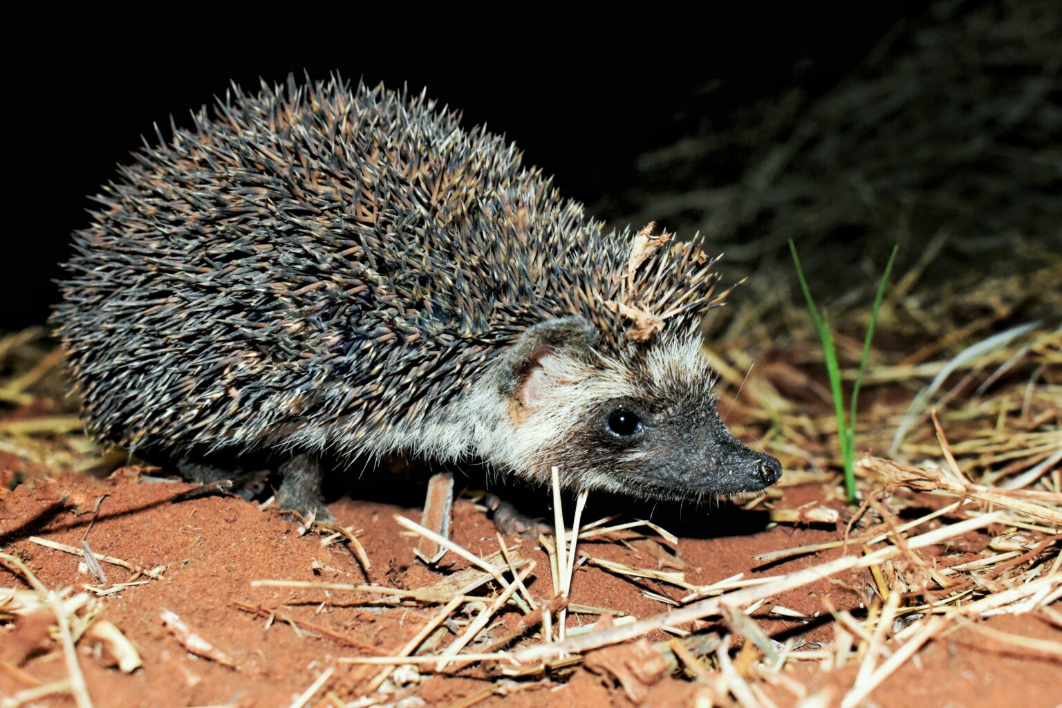 Conserving the Madras Hedgehog - Hedgehog Street