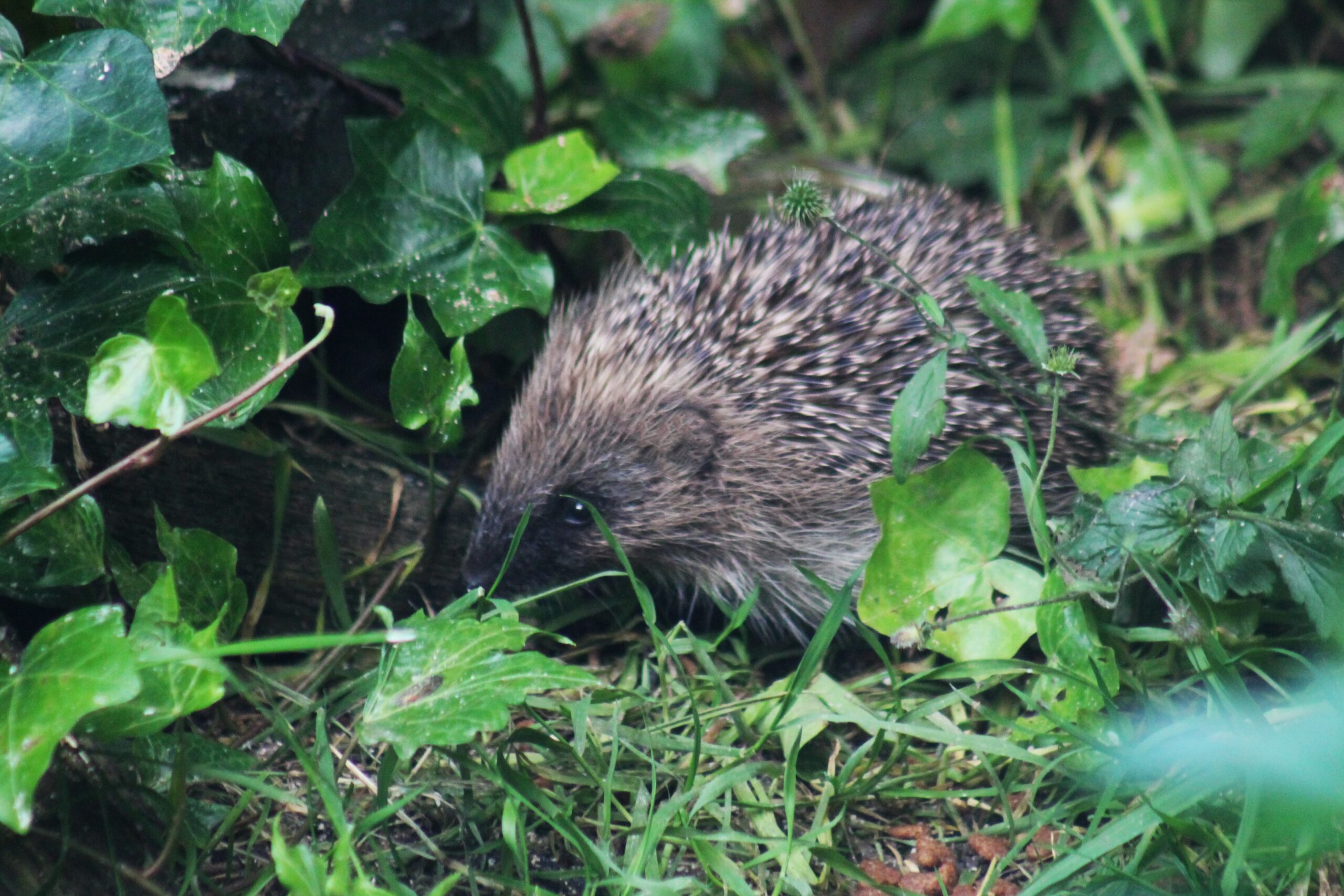 Wk30 -Hedgehog in garden 2-29 July 2023 067C - Hedgehog Street