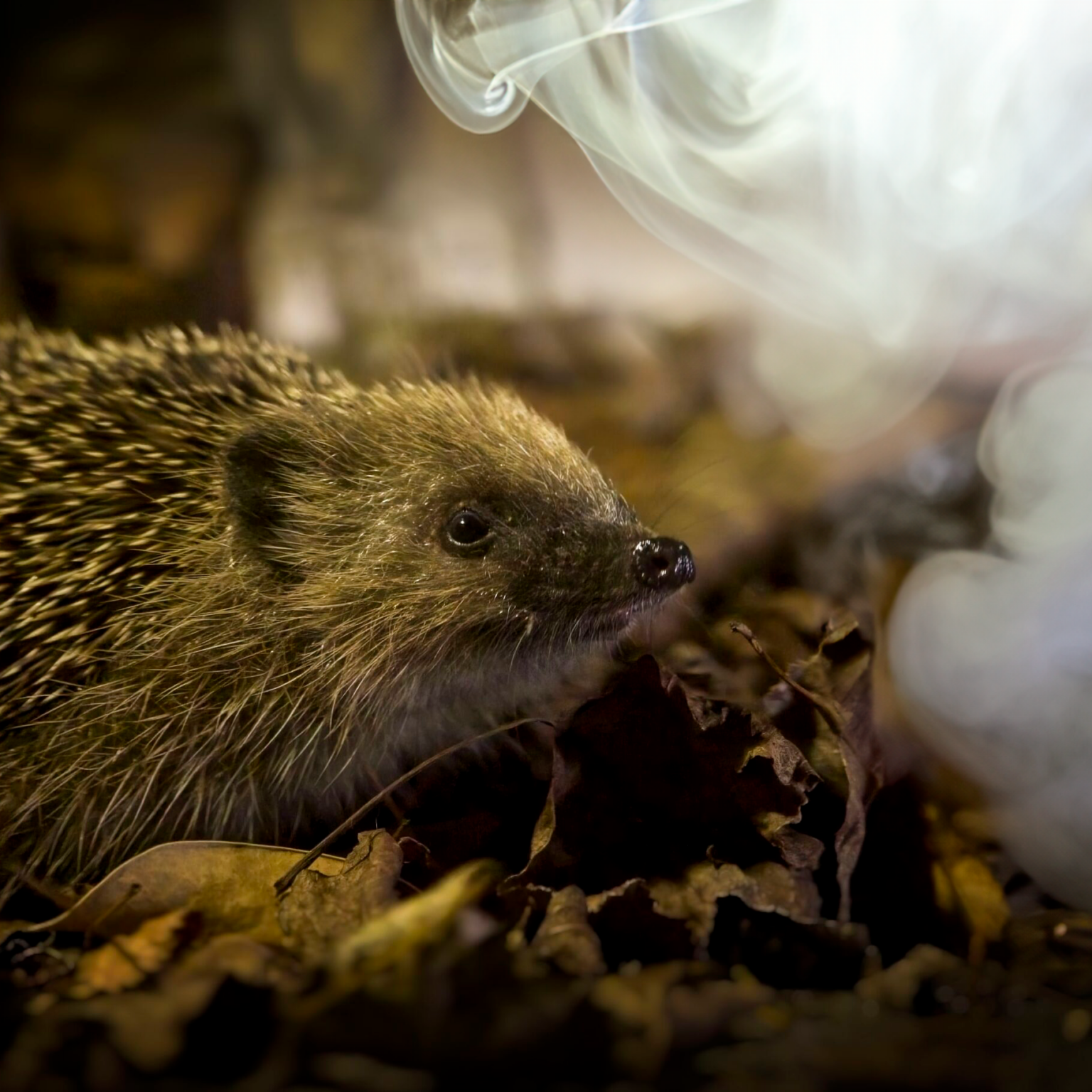 News - Hedgehog Street