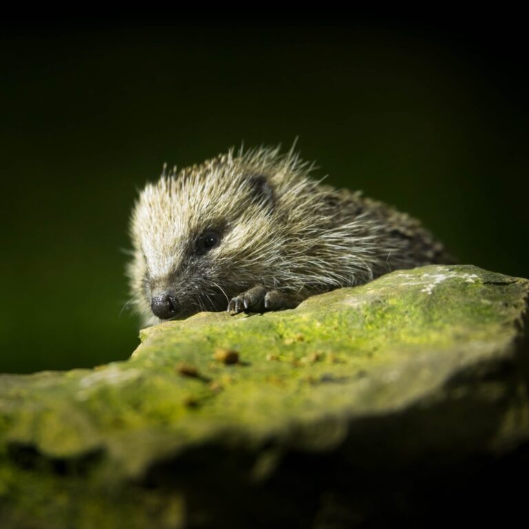 A Spike-tacular time of year - Hedgehog Street