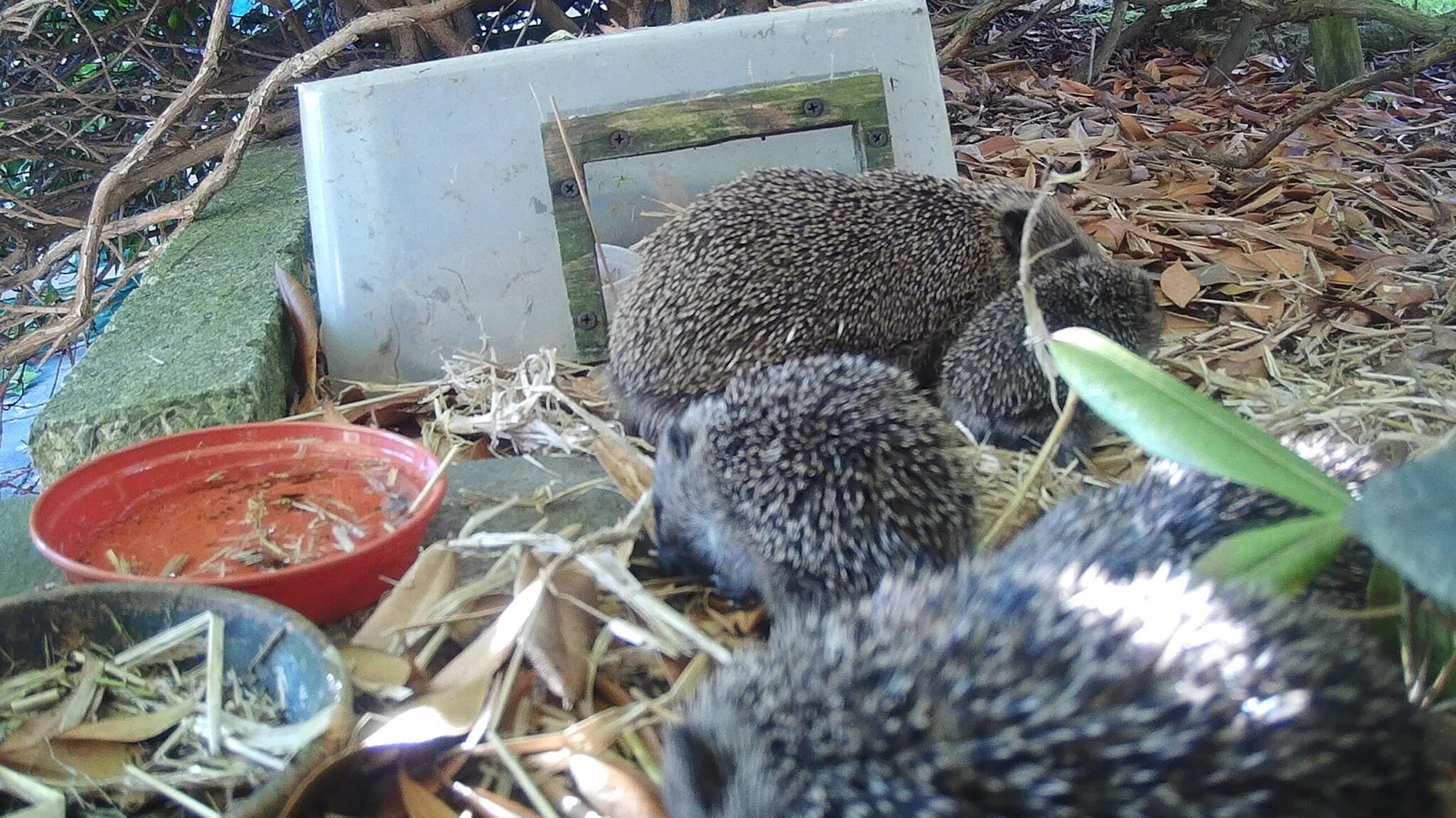 The hedgehog lifecycle - Hedgehog Street