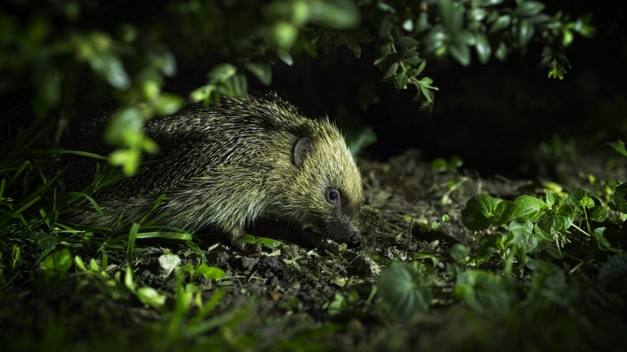 The hedgehog lifecycle - Hedgehog Street