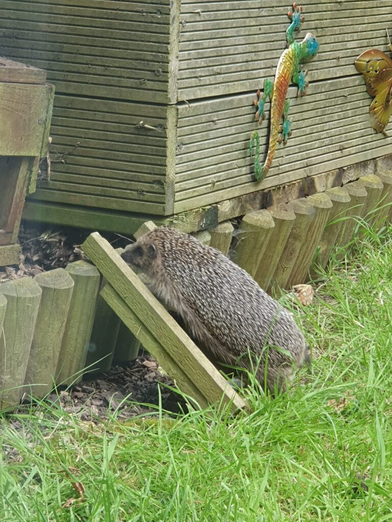22ebd6e2-681e-450d-9221-d96c38c7c5d5 - Hedgehog Street