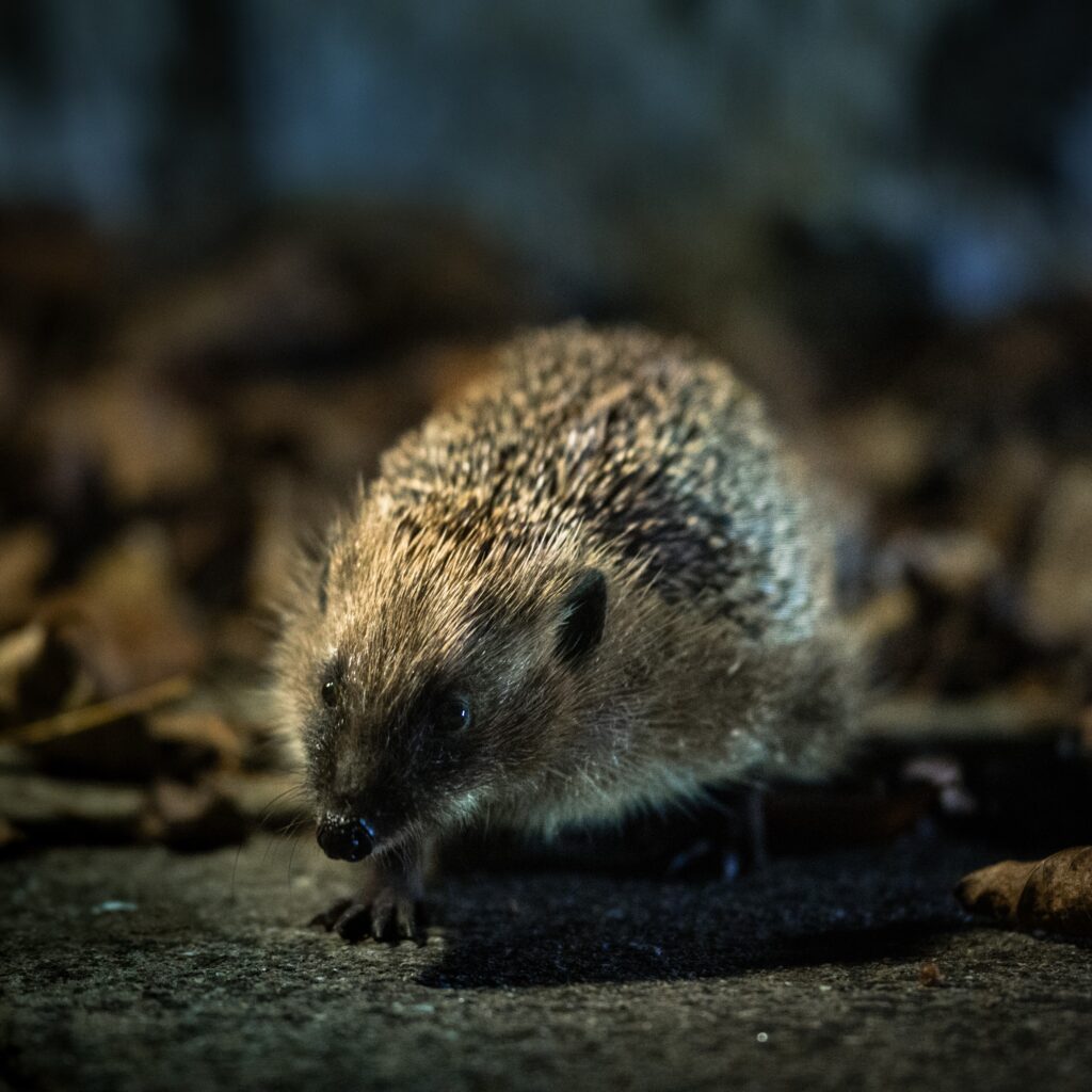 News - Hedgehog Street