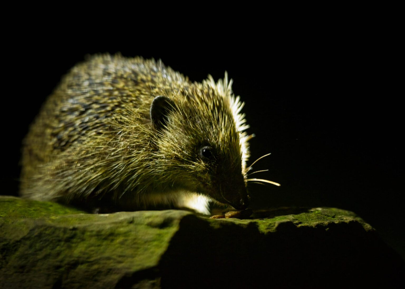 Britain's National Hedgehog Conservation Strategy - Hedgehog Street