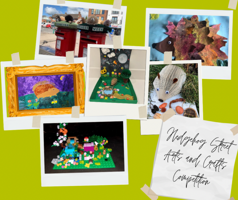 Hedgehog_collage_art - Hedgehog Street