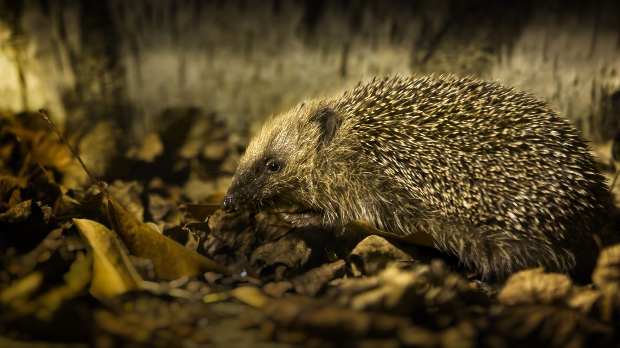 Research: Hedgehog gene flow - Hedgehog Street