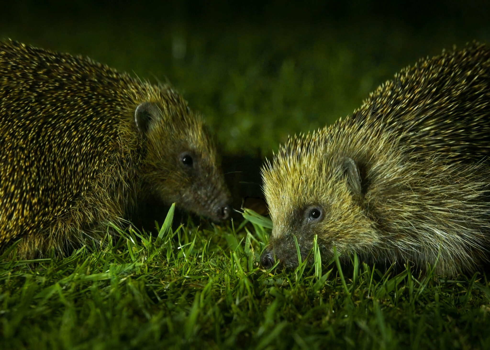 Research: Hedgehog gene flow - Hedgehog Street