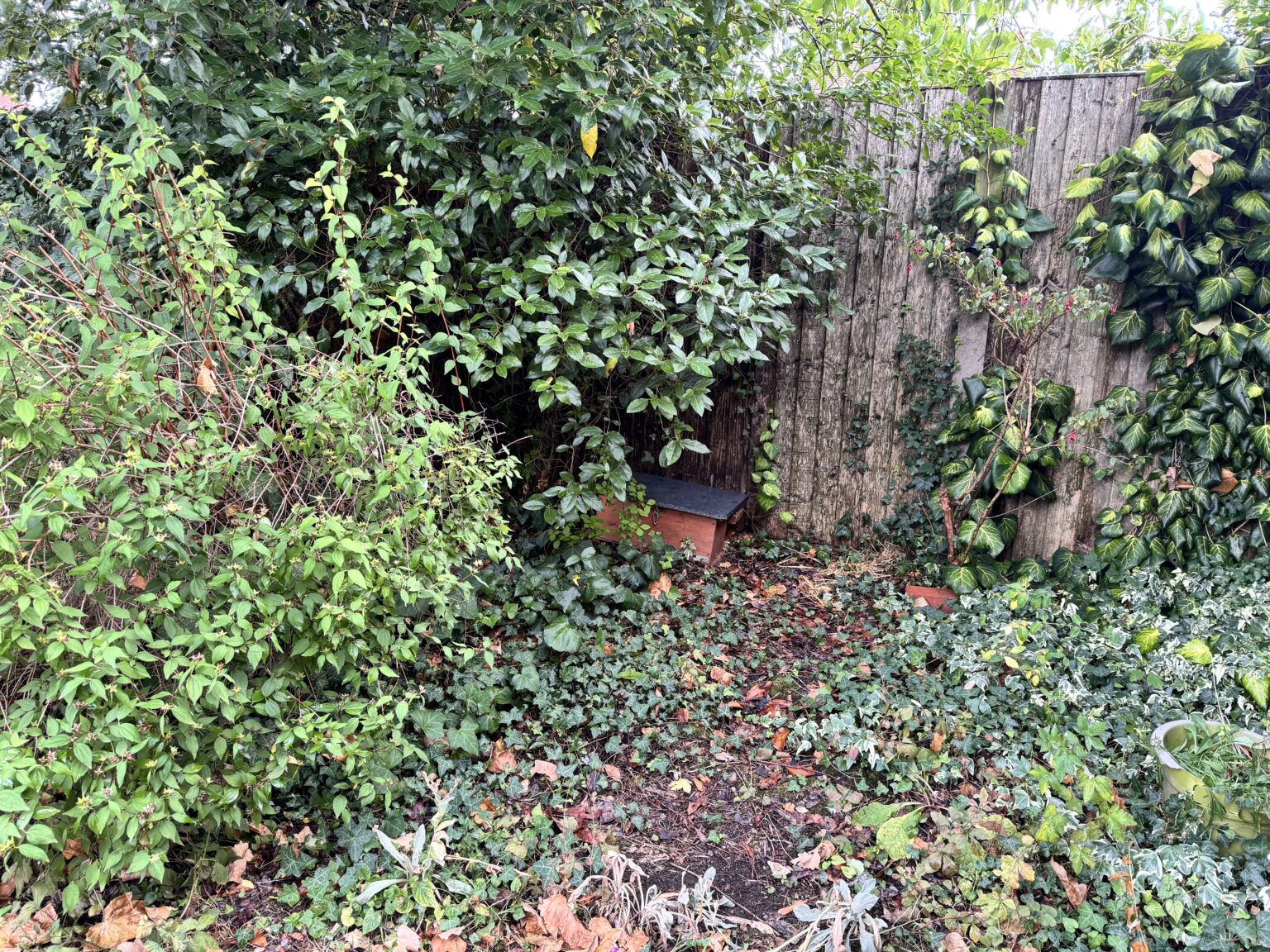 Go WILD for Hedgehogs: Winter - Hedgehog Street