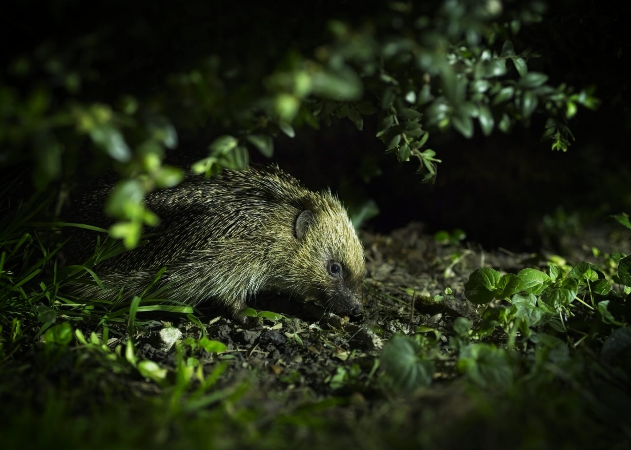 Planting for hedgehogs - Hedgehog Street