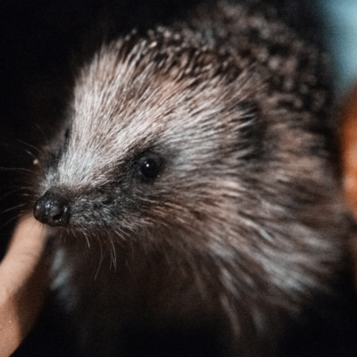 microplastics Archives - Hedgehog Street